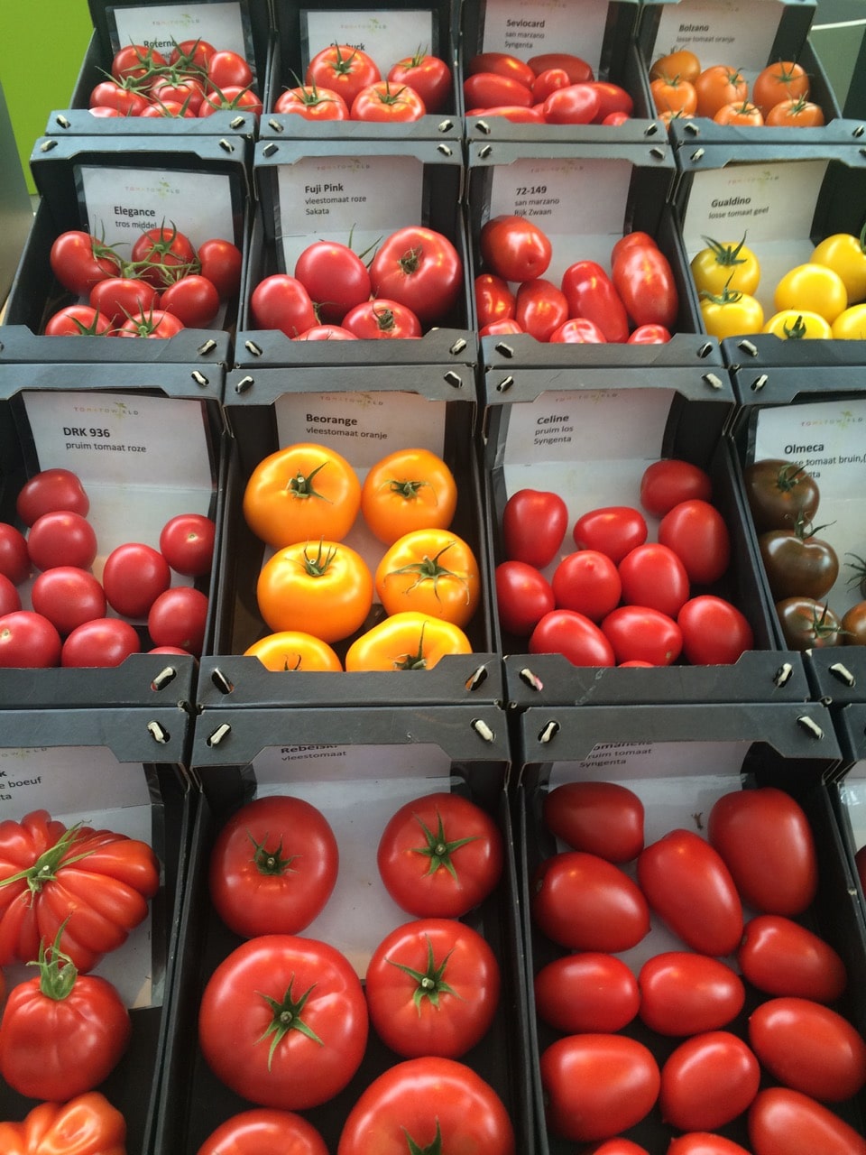 Welkom in de wereld van snackpaprika, -komkommer en -tomaatjes - My ...