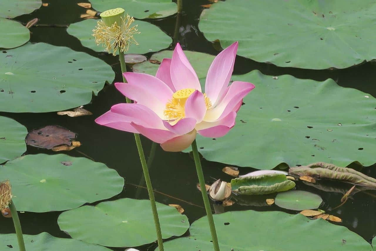 Rondreis Java en Bali - My happy kitchen & lifestyle