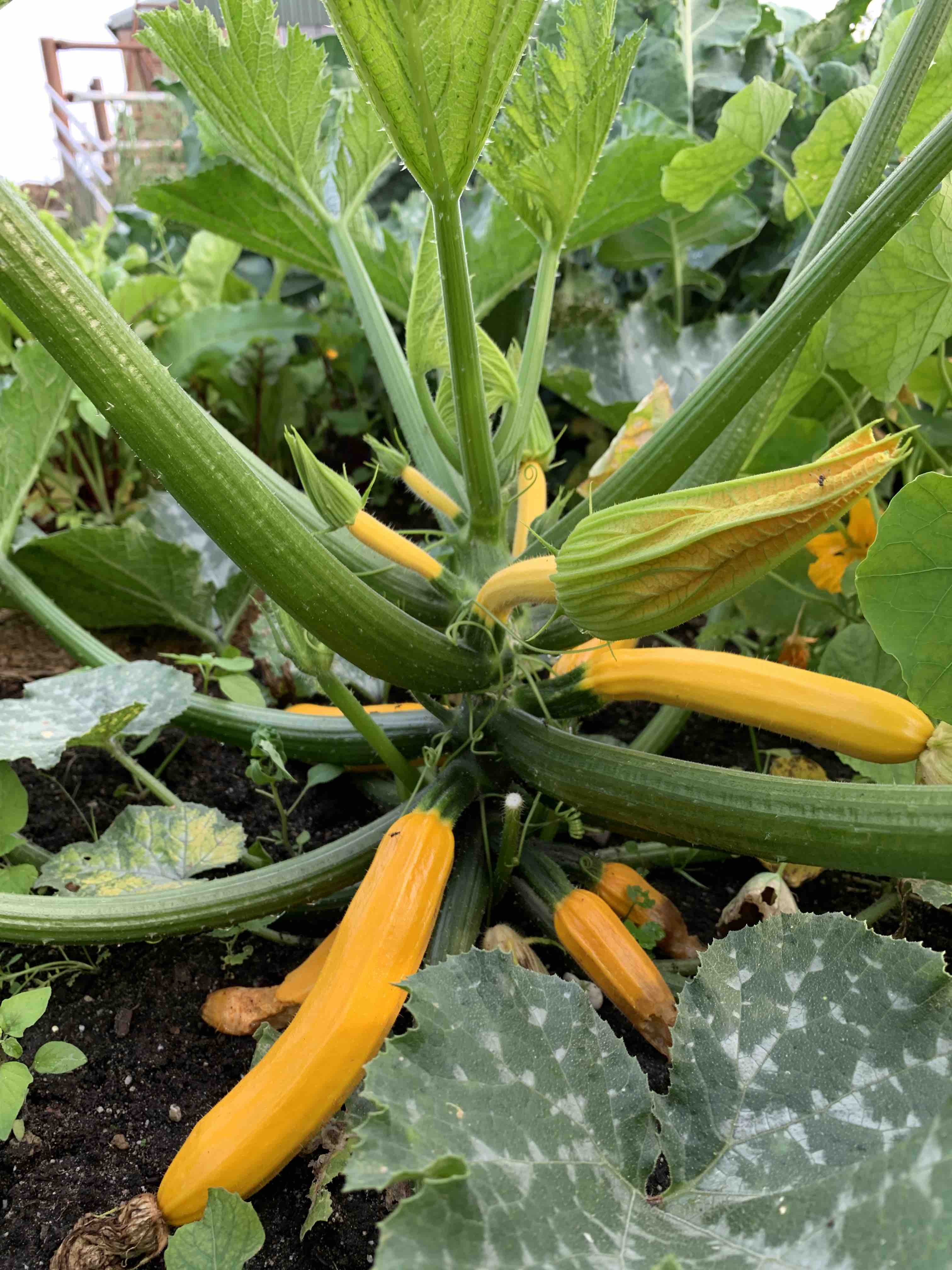 Uit de moestuin: zomervakantie! - My happy kitchen & lifestyle