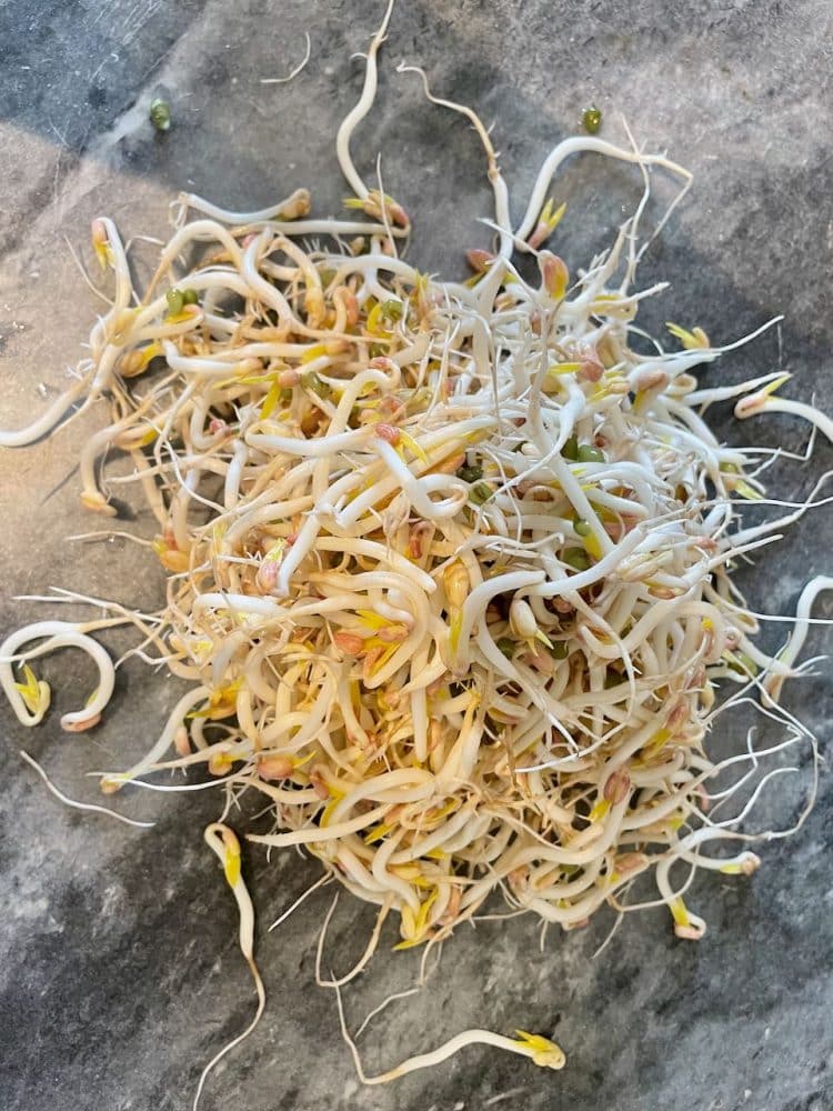 Zelf taugé kweken - My happy kitchen & lifestyle