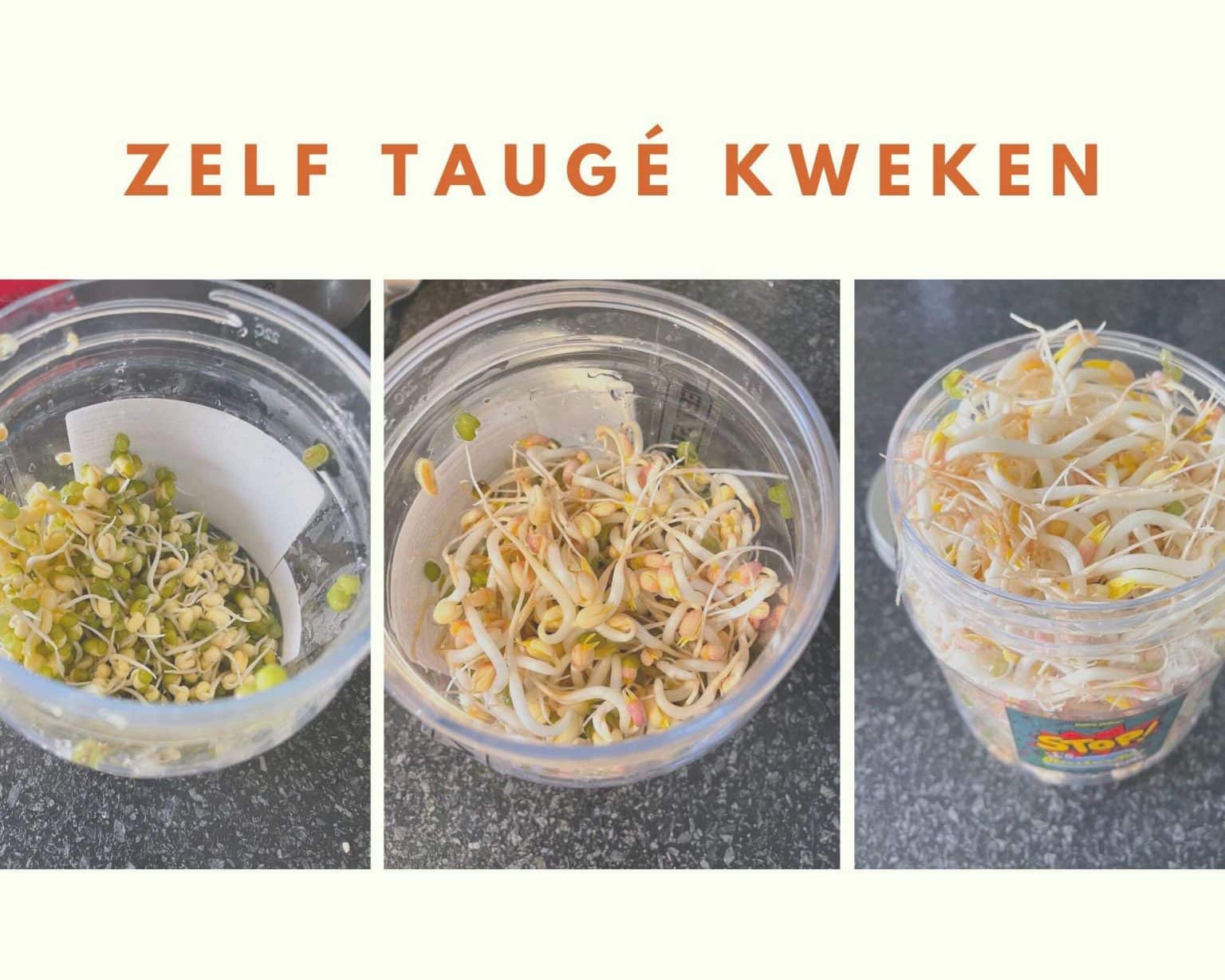Zelf taugé kweken - My happy kitchen & lifestyle